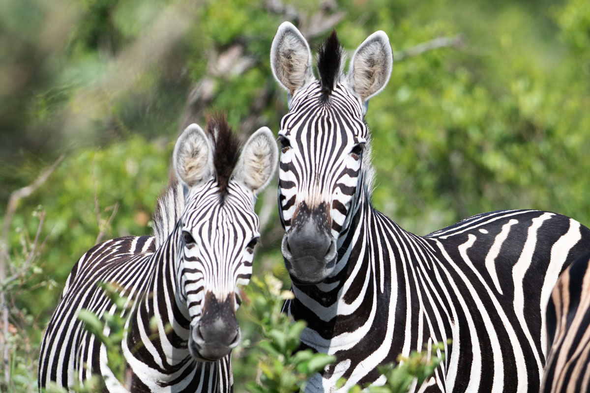 Malawi’s First Naturalist? Richard Crawshay and his Zebra – Travelogues ...
