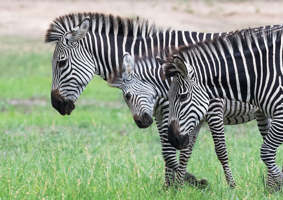 Whose Zebra is it Anyway? Richard Crawshay and his Zebra – Travelogues ...