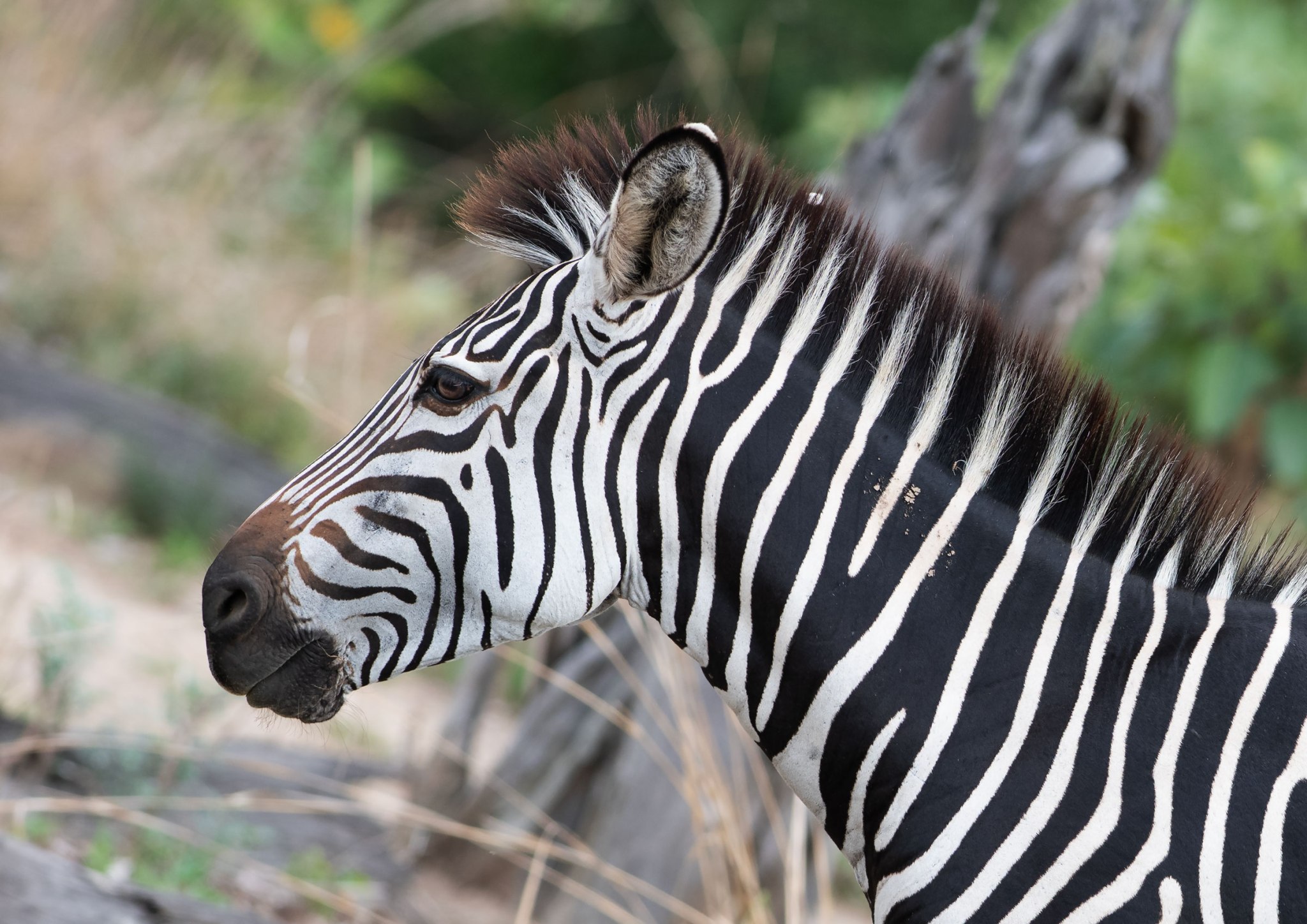 Malawi’s First Naturalist? Richard Crawshay and his Zebra – Travelogues ...